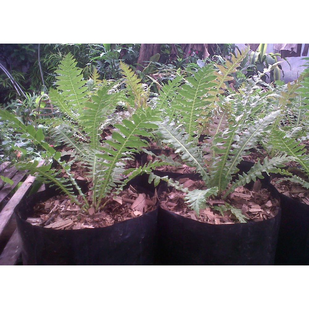Tanaman Pakis Blechnum
