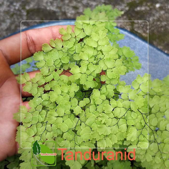 Tanaman Hias Suplir Briliant