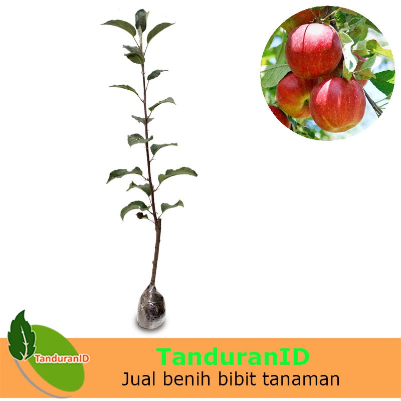 Tanaman Apel Anna
