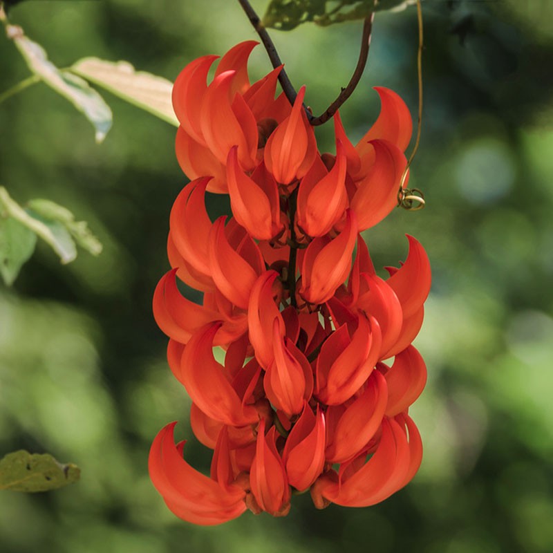 Tanaman Flame Of Irian