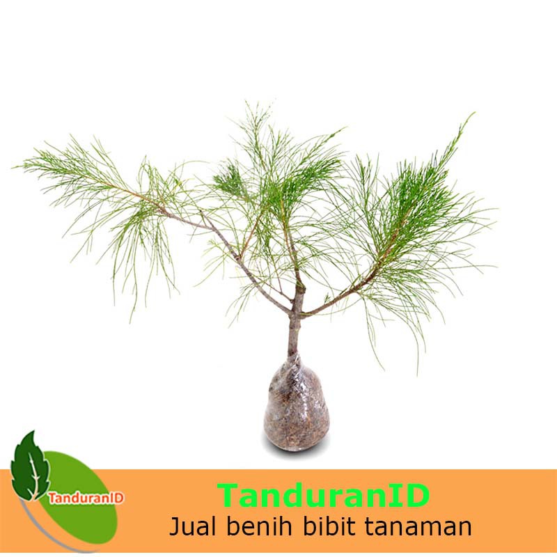 Tanaman Cemara Udang