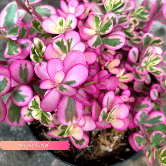 Tanaman Portulaca Pink Variegata