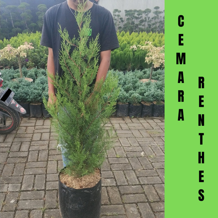 Tanaman Cemara Renthes 1 Meter