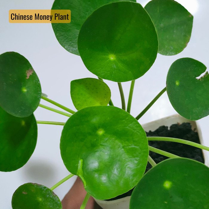 Tanaman Pilea Peperomioides ( Chinese Money Plant )