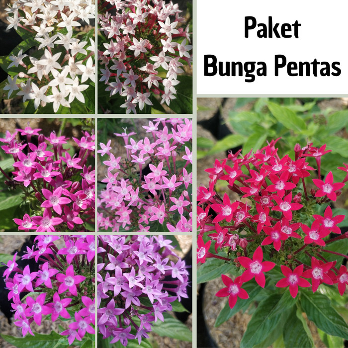 Paket Tanaman Bunga Pentas
