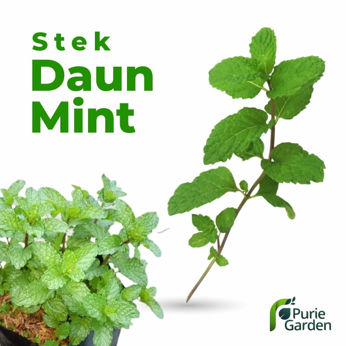 Bibit Tanaman Herba Daun Mint Peppermint Siap Tanam