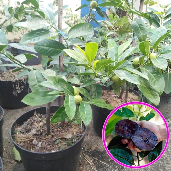 Tanaman Sawo Hitam (Black Sapote Okulasi)